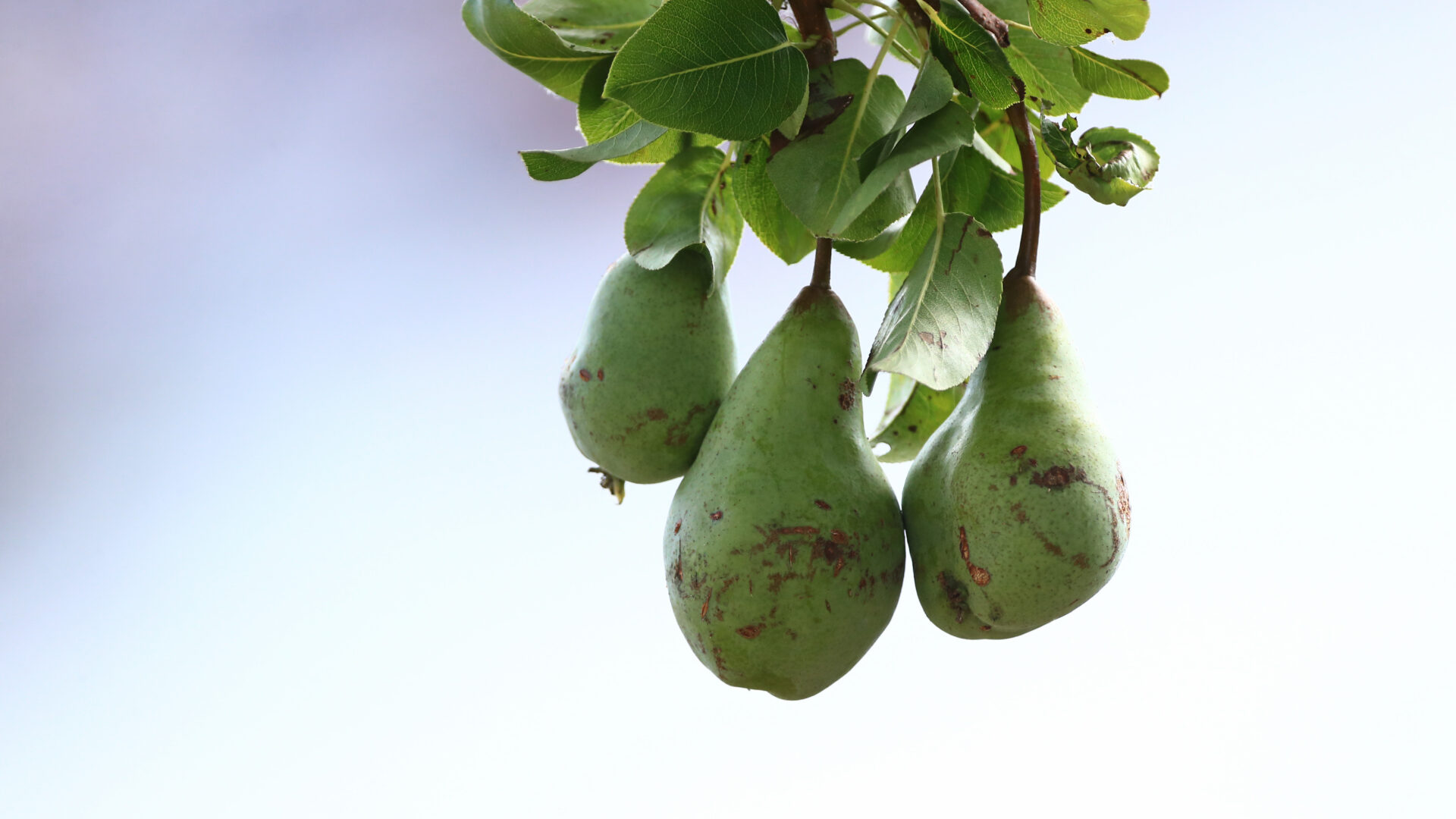 Have your say in the final Three Pears Chat of 2025! - Worcestershire CCC